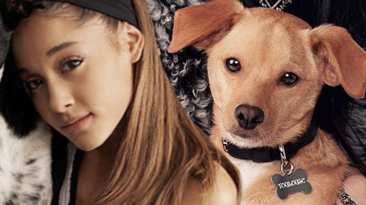 6 Celebrity Pets That Probably Have Better Lives Than You YourDailyLama